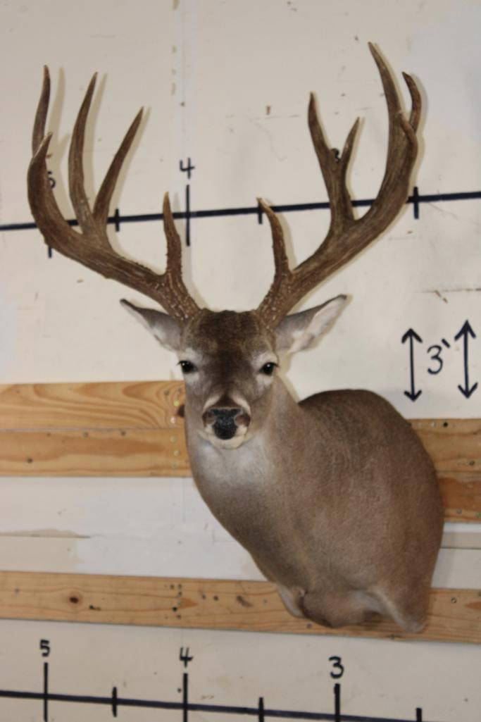 Xxl Typical 11-point Whitetail Deer Shoulder Mount Auction