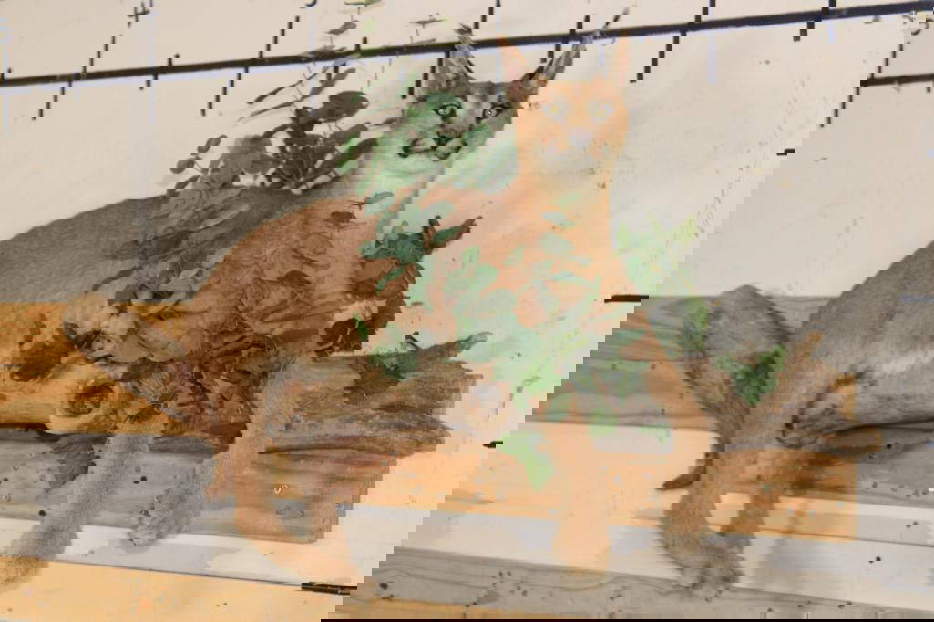 Life-sized Caracal Cat Laying On A Wood Branch Base - Jul 24, 2025 ...