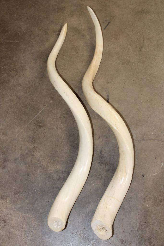 Set Of (2) Polished Kudu Horn Cone Bones (one$) Auction