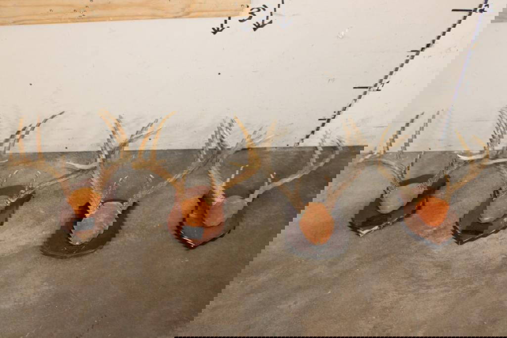 (4) Whitetail Deer Antler Racks On Wooden Plaques (one$) Auction