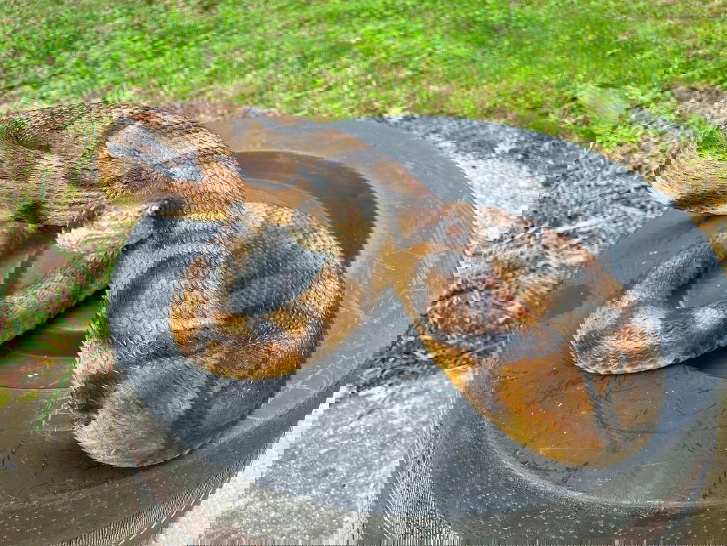 Life-sized Striking Rattlesnake With A Big Rattle - Jul 25, 2025 ...