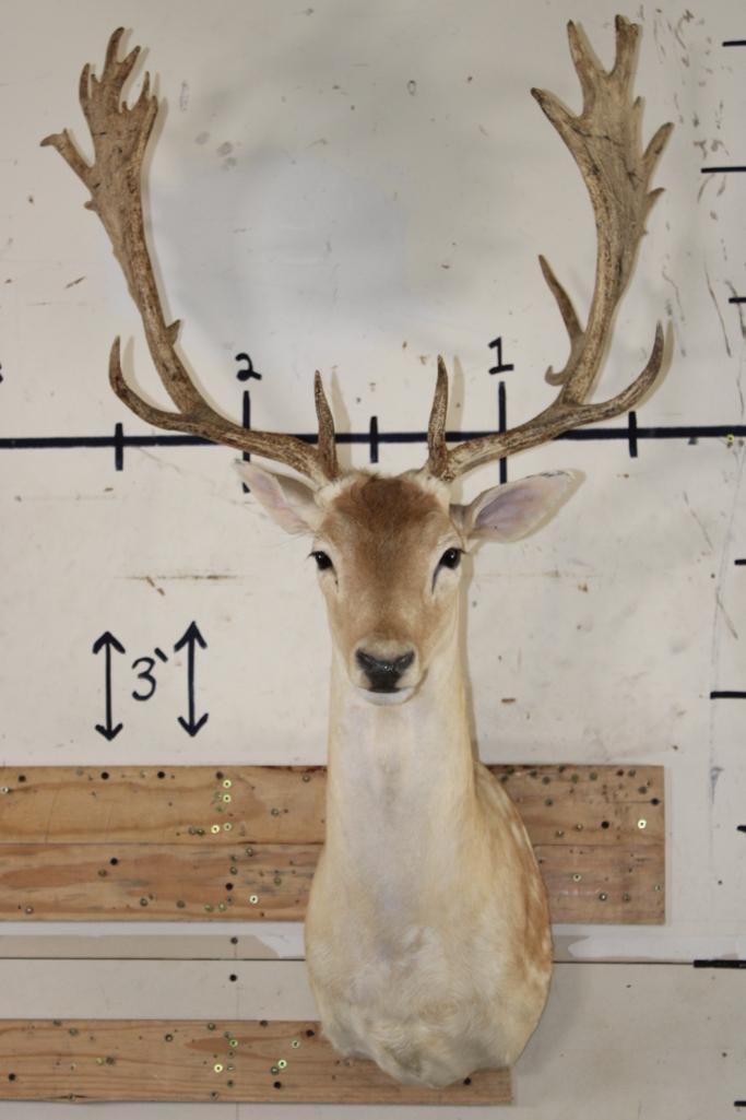 24-point Fallow Deer Shoulder Mount With Big Palms - Jul 25, 2025 ...