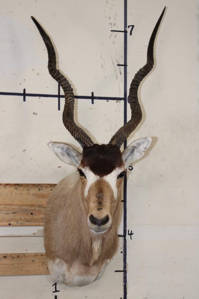 *texas Residents Only* Big Addax Shoulder Mount Auction