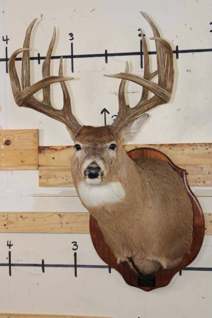11-point Whitetail Deer Shoulder Mount With Reproduction Antlers Hunted ...