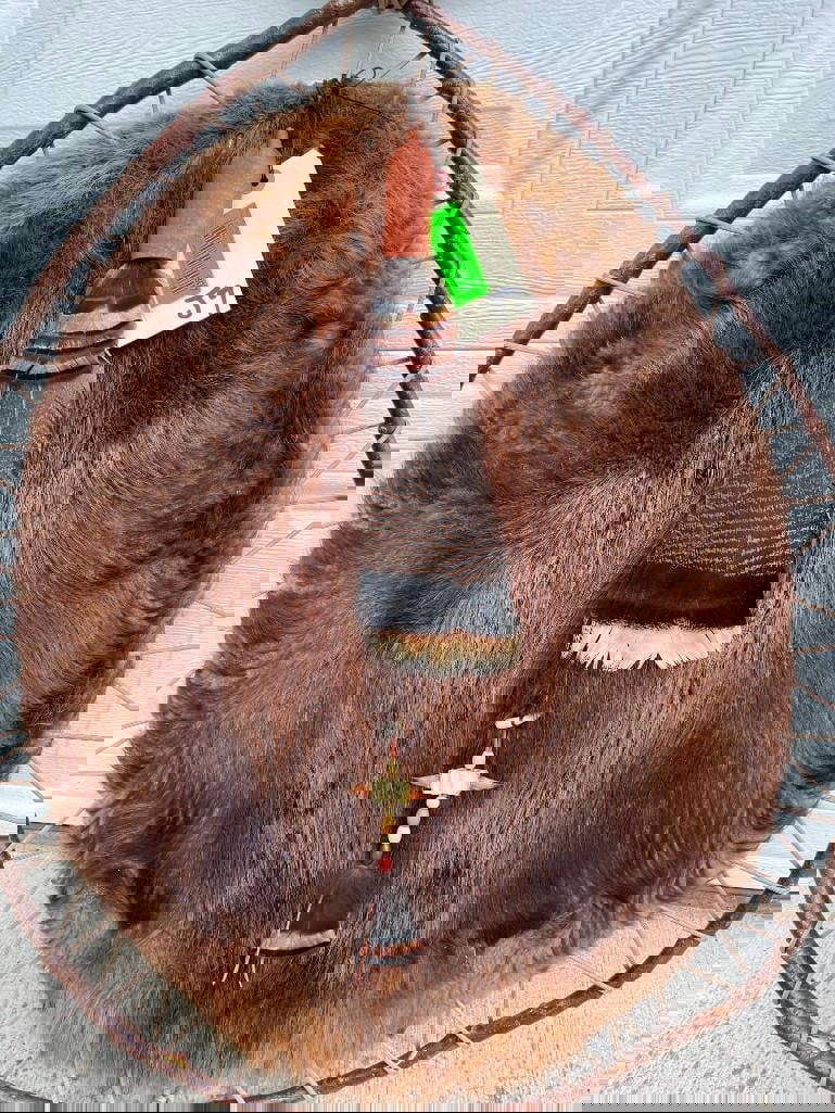 Native American Style *new* Beaver Hide With Turkey Feathers In A ...