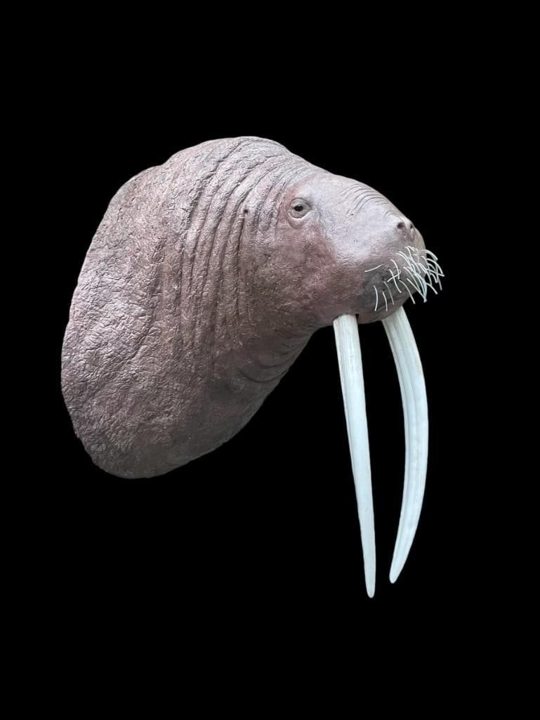 *new* And *rarely Seen* Huge Reproduction Walrus Shoulder Mount - Jul ...