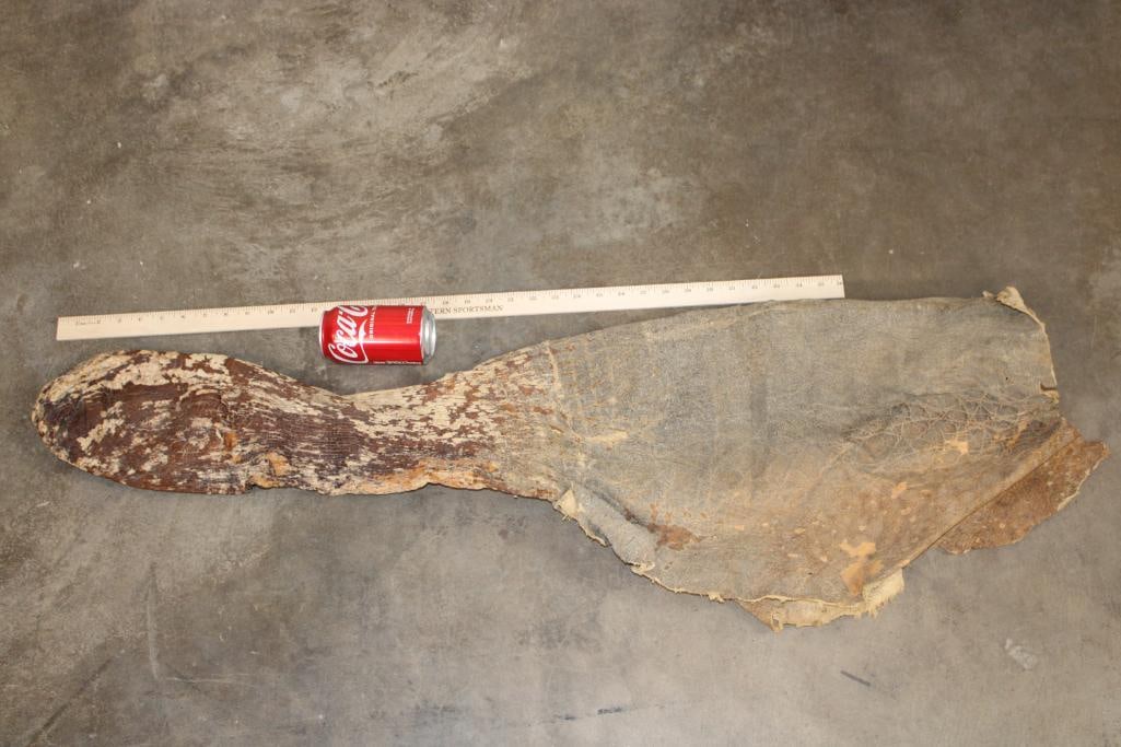 *rarely Seen* Big African Elephant Preputial Sheath Or "foreskin" Hide ...