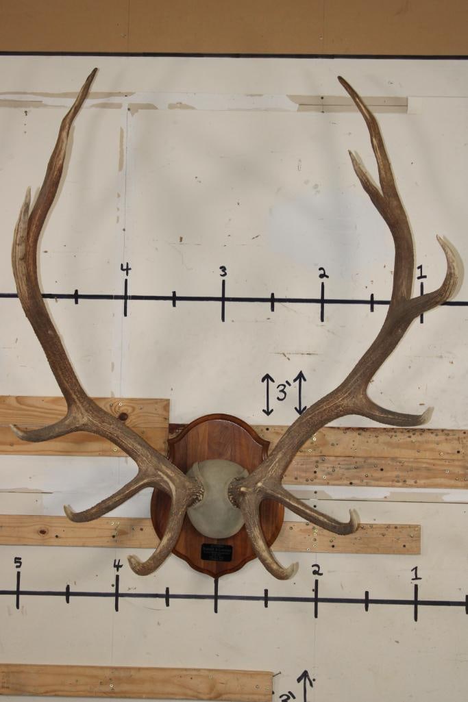 Massive Xxl Heavy 14-point Elk Antler Rack On A Wood Plaque Auction