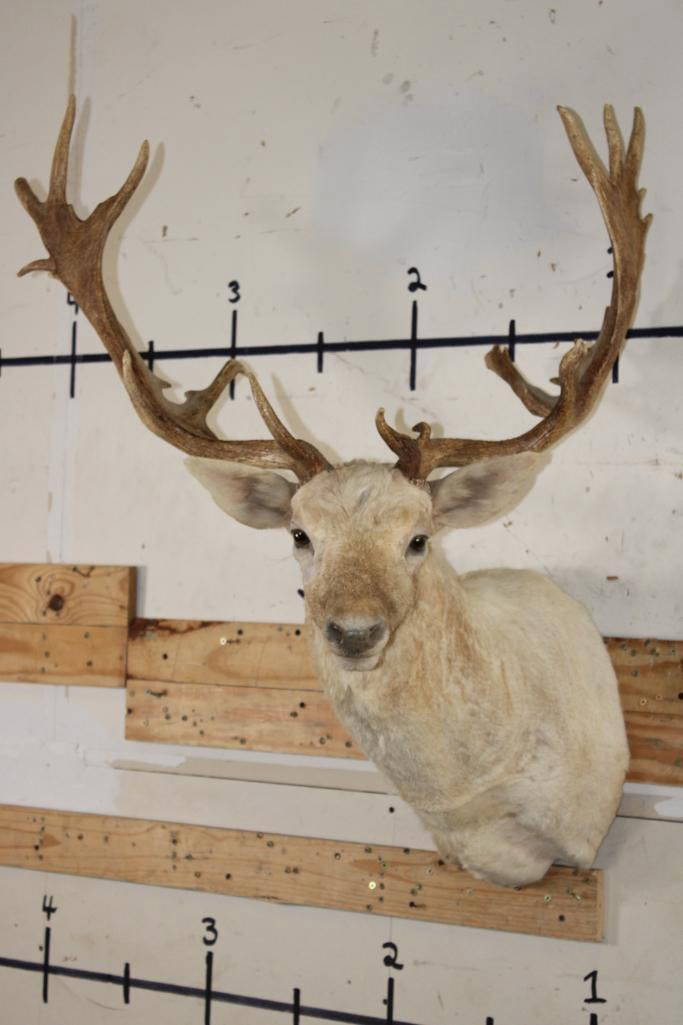 Big 23-point White Fallow Deer Shoulder Mount With A Heavy Rack Auction