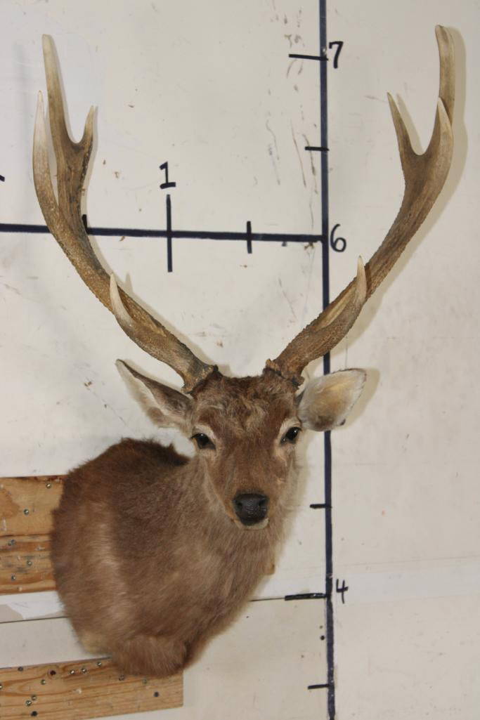 Big 8-point Sika Deer Shoulder Mount Auction