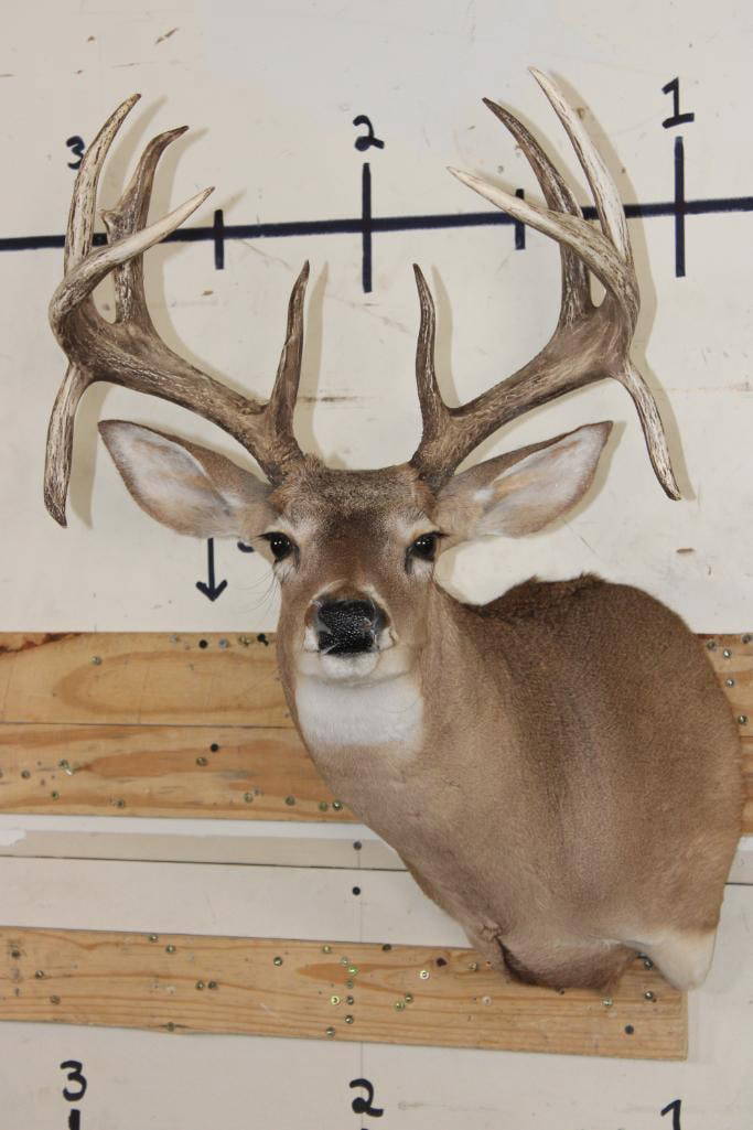 10-point Whitetail Deer Shoulder Mount With Drop Tines Auction