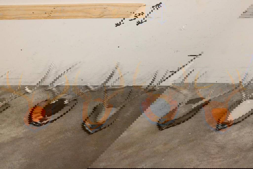 (4) Whitetail Deer Antler Racks On Wooden Plaques (one$) Auction
