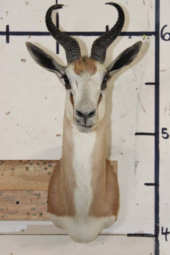 Common Springbok Shoulder Mount Auction
