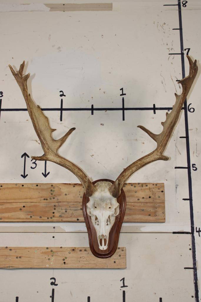 Xxl Fallow Deer Skull On A Wooden Plaque Auction