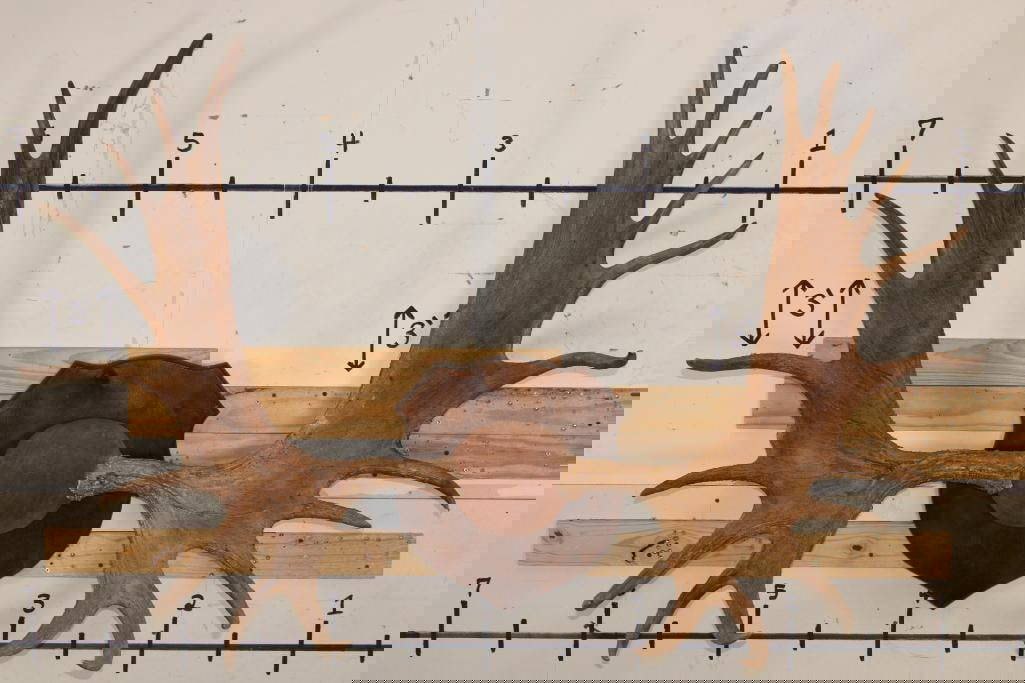 Xxl 20-point Mounted Moose Antler Rack On A Wooden Plaque Auction