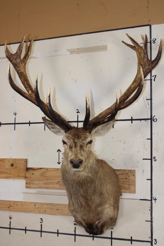Big 16-point Red Stag Shoulder Mount - Jul 25, 2025 | Western Sportsman ...