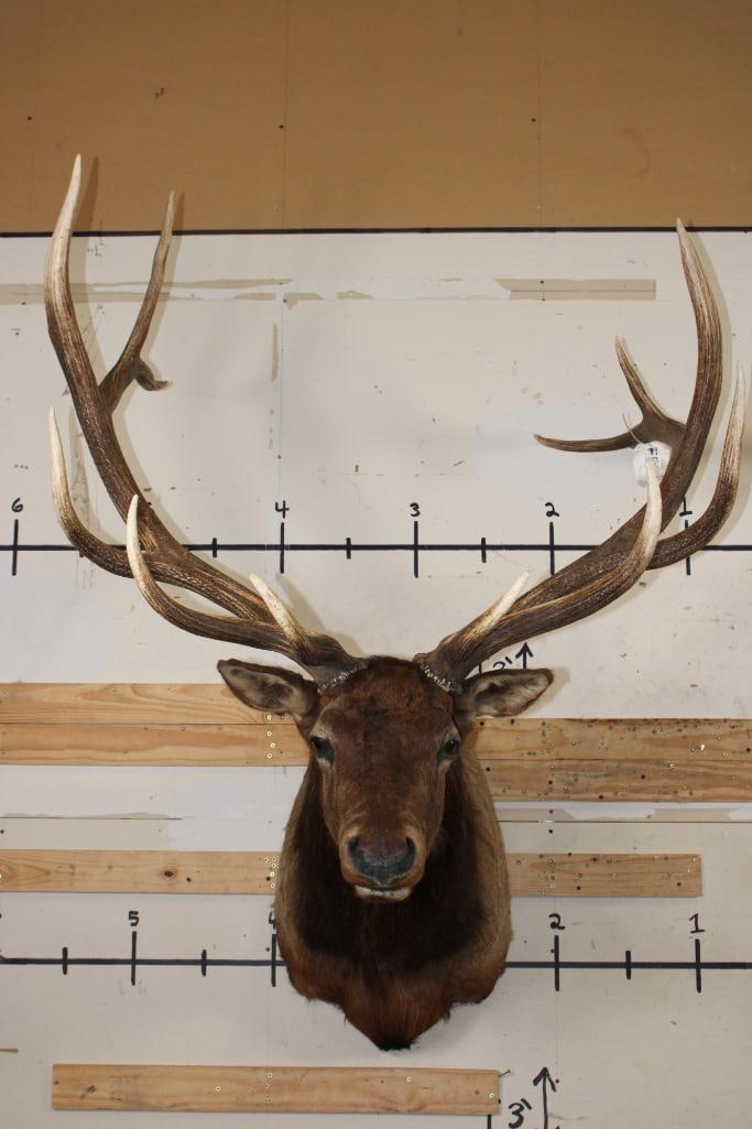 Big 12-point Elk Shoulder Mount With Removable Antlers - Jul 25, 2025 ...