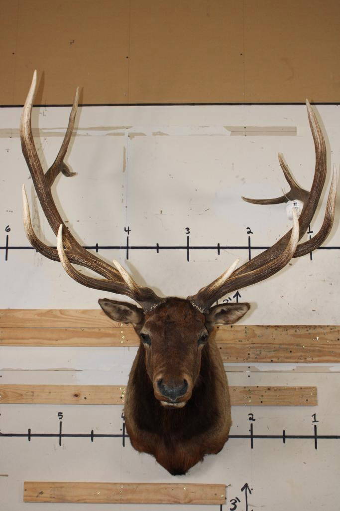 Big 12-point Elk Shoulder Mount With Removable Antlers - Jul 25, 2025 ...