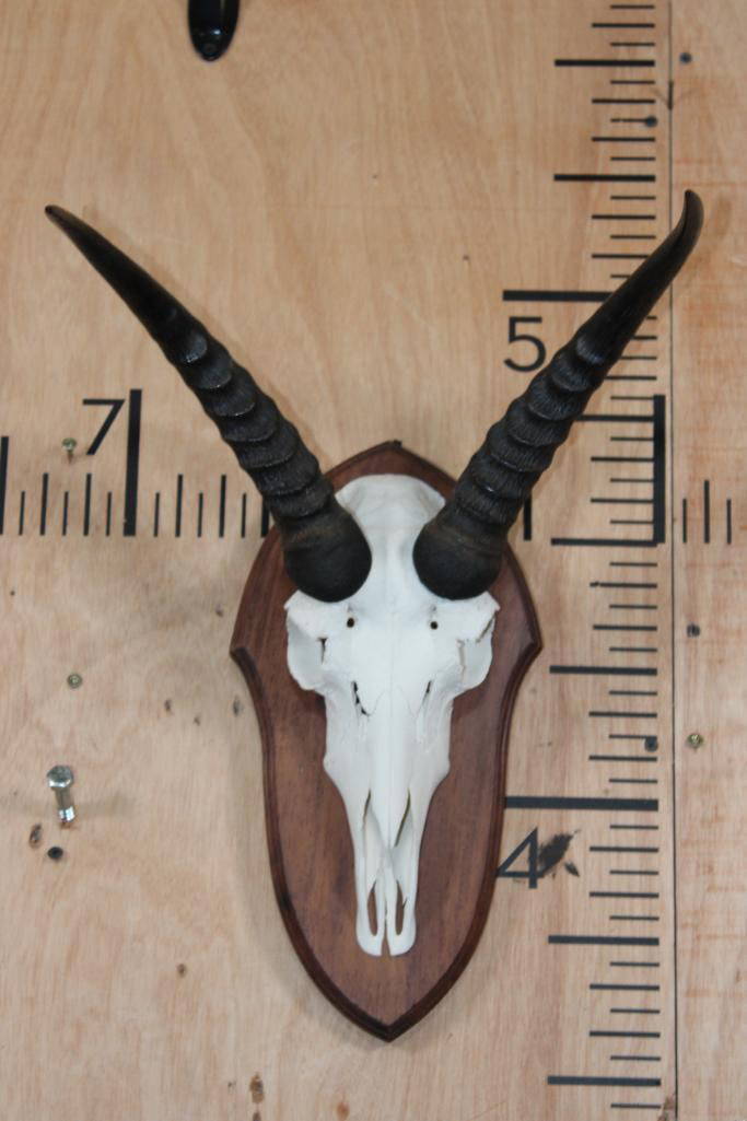 Reedbuck Euro Cut Skull On A Wood Plaque Auction