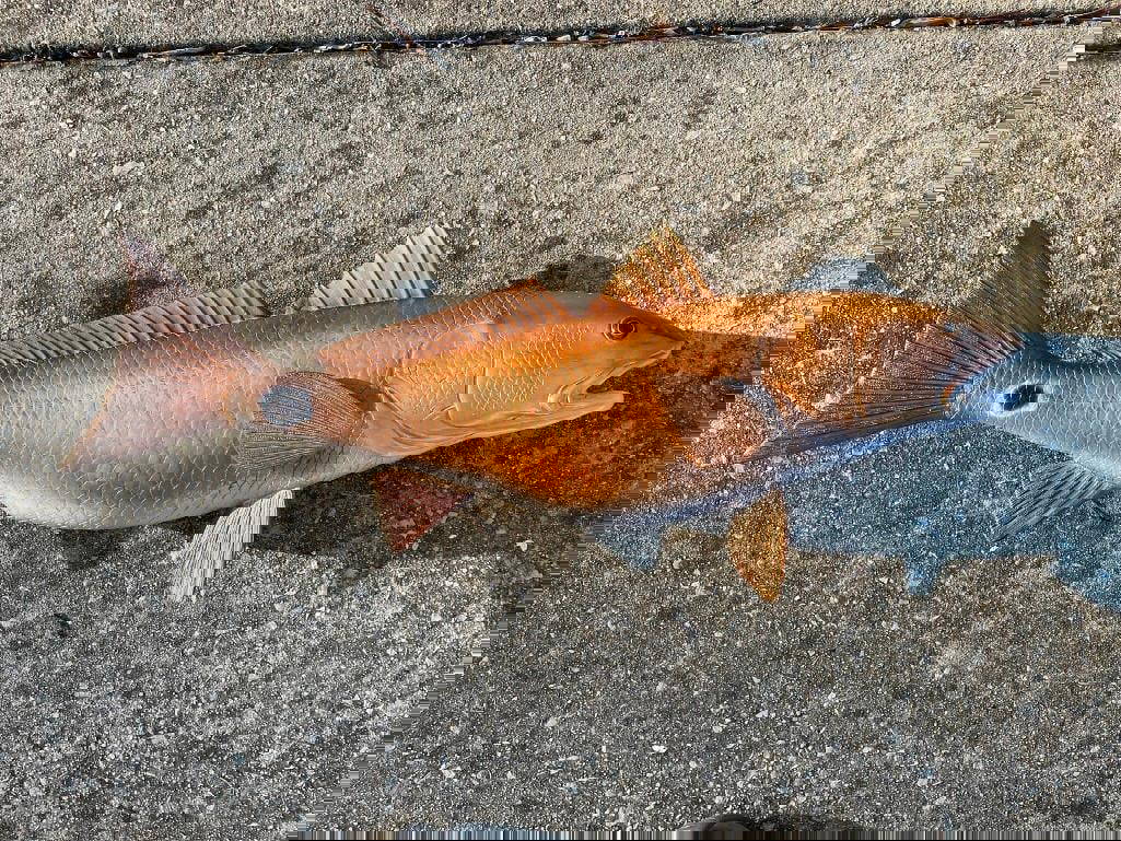 *new* Reproduction Red Fish Mount Auction