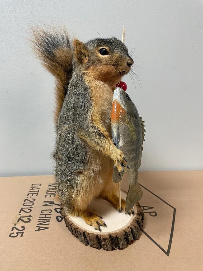 *new* Life-sized Fishing Fox Squirrel And His Catch A Little Blue Gill ...
