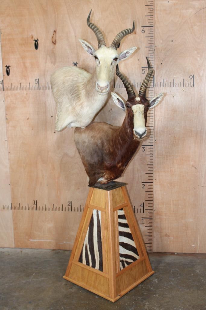 White Blesbok And Blesbok Double Pedestal Mount With Zebra Hide Panels ...
