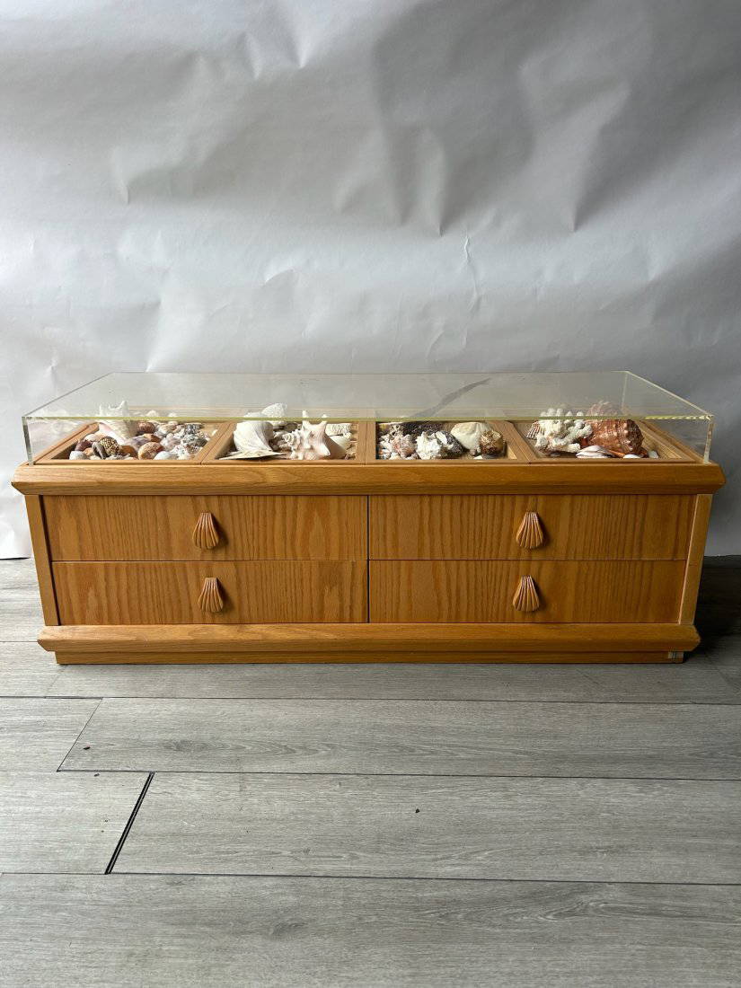 Cool Shell Specimen Chest With Drawers Full Of Shells Auction