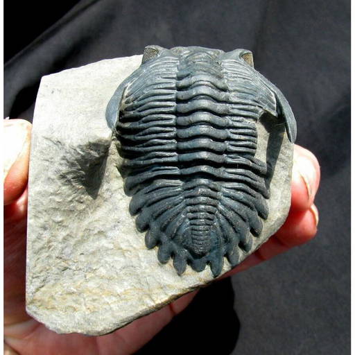 Authentic Relics Fossil Trilobite Hollardops Stone