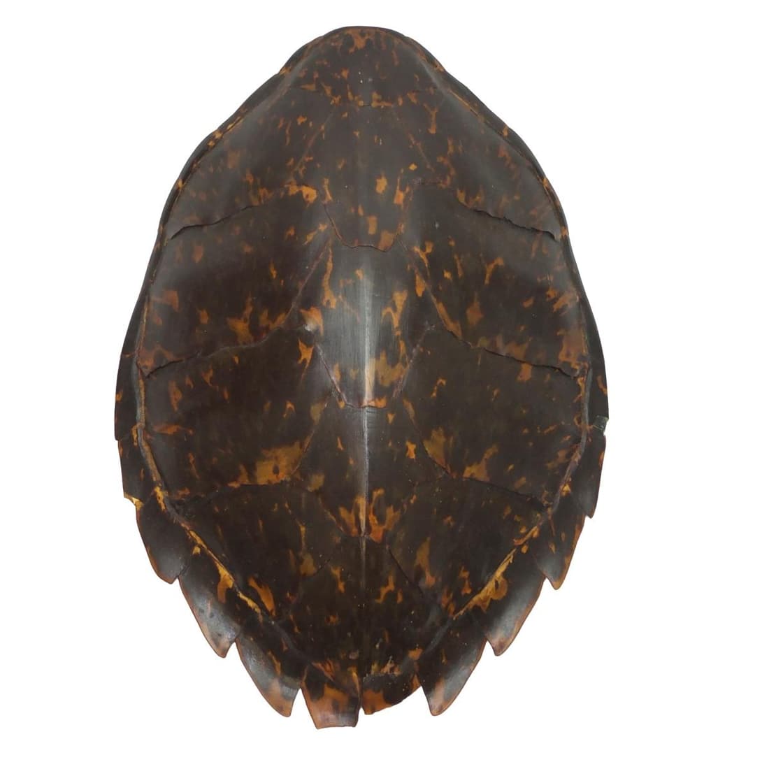 Antique Gallipoli Turtle Shell Taxidermy Auction