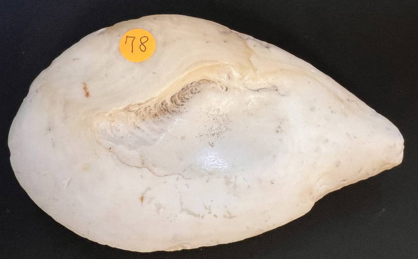 6" Right Handed Chopper Made From a Conch Shell and Found at Coastal ...