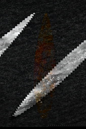 Malaga Cove Leaf Found In Venture Co. California 2 1/4" Long And Comes ...