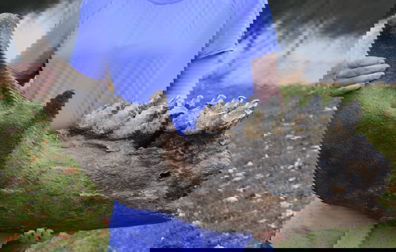 Mastodon Lower Jaw Bone With 2 Teeth Still Intact Found In Northern ...