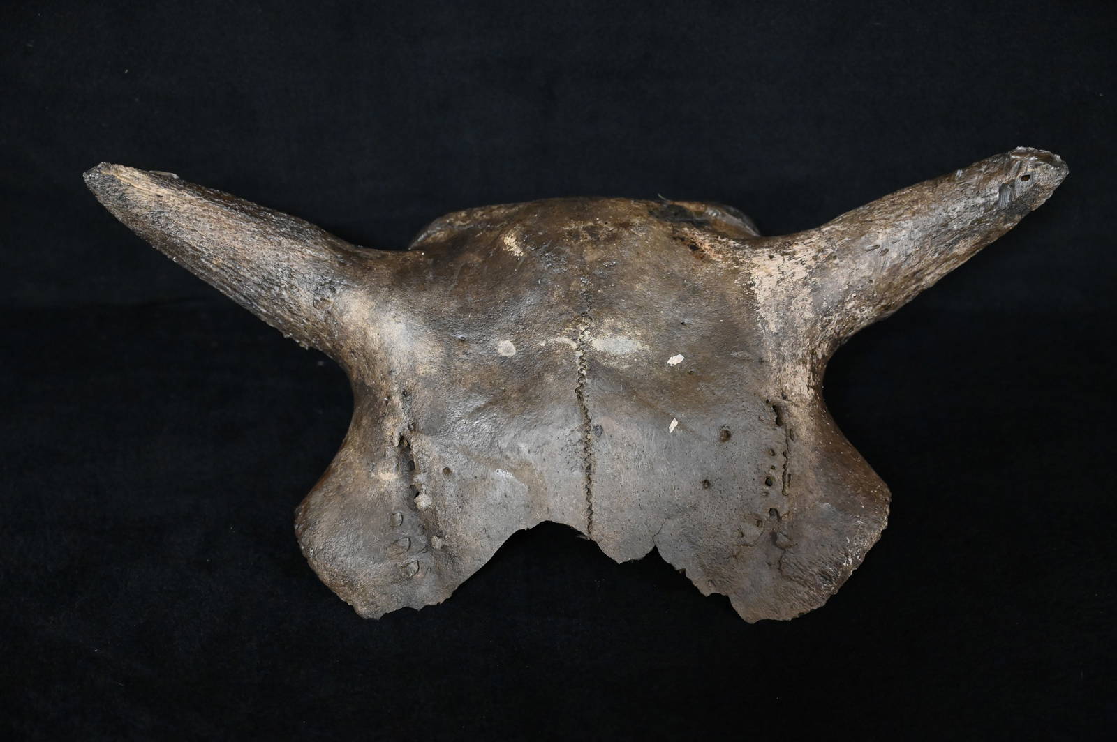 18" Buffalo Skull Found In Sw Iowa Auction