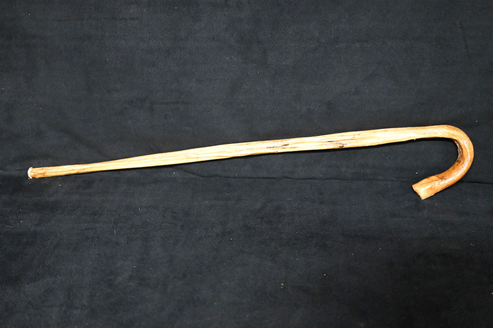 Bull Organ/penis Cane 31 1/2" Tall. Auction