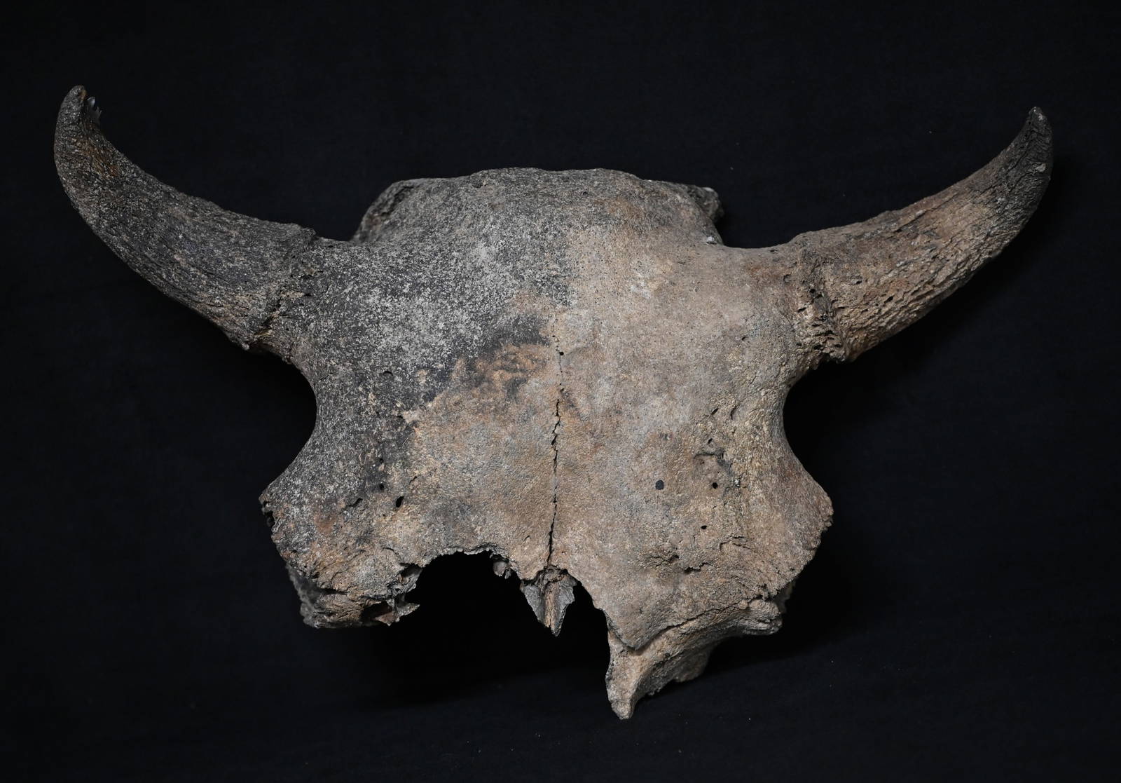 23" American Bison Skull Found In Southwest Iowa Auction