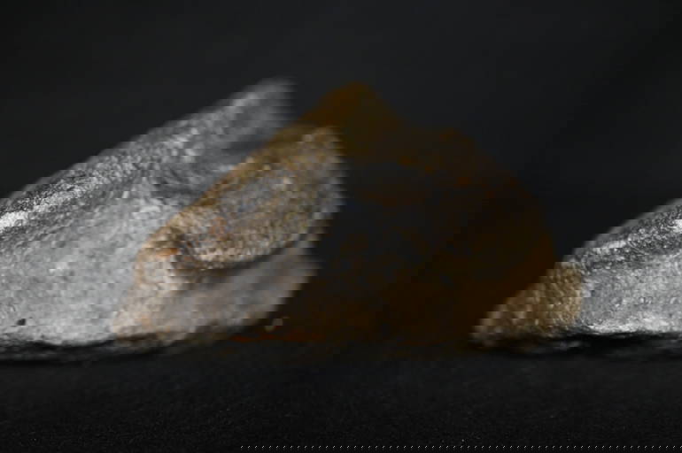 4" Mastodon Fossil Toe Bone Found In Iowa.