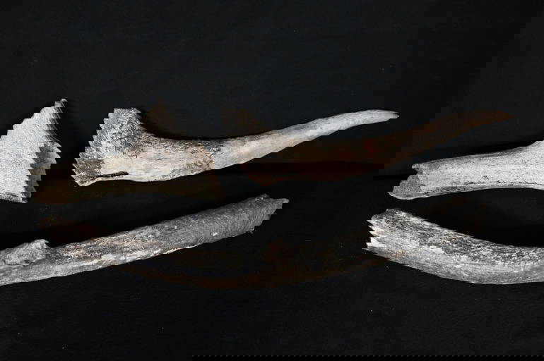 22" Extinct Eastern Elk Antler 3 Pieces Found In Western Iowa