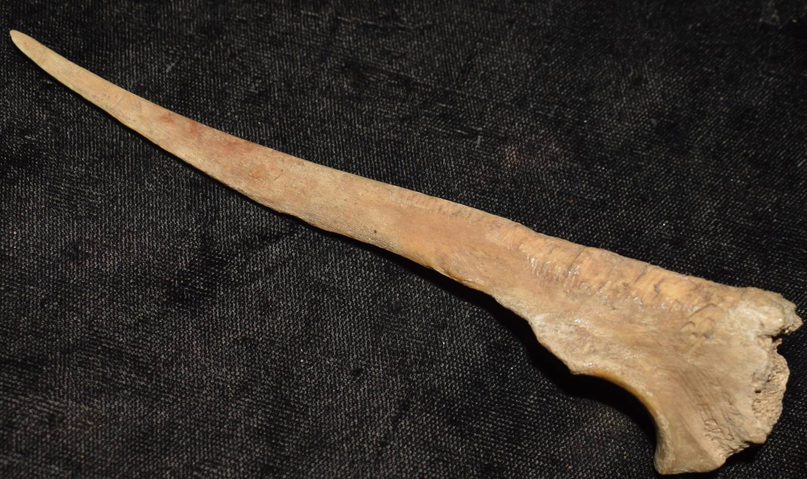 5 11/16" Bone Trigger Awl Found In Adair Co. Missouri Ex: John Bender ...