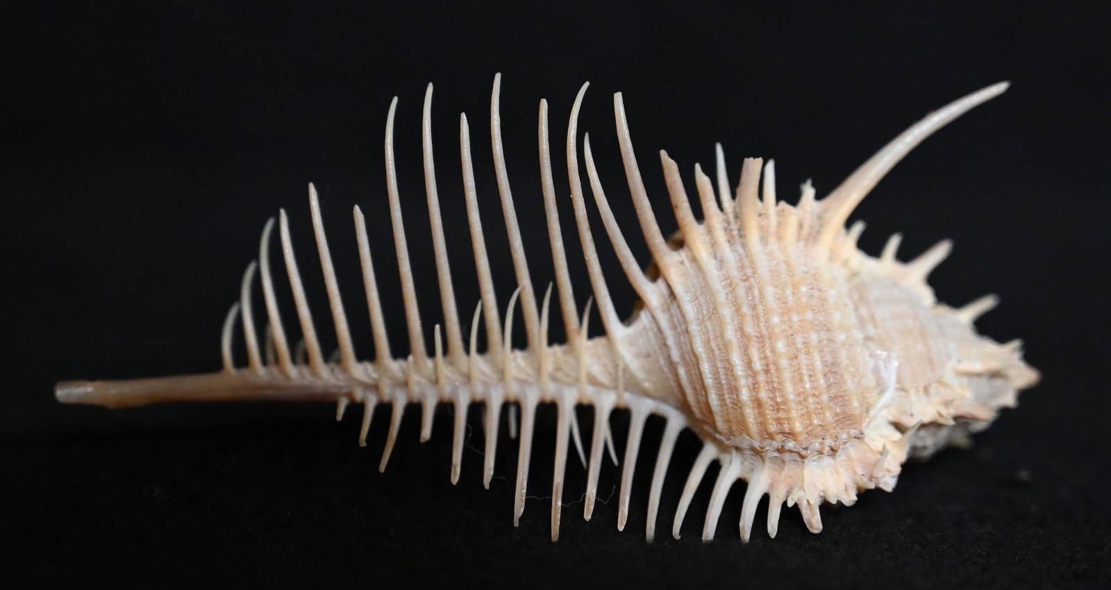 Venus Comb Murex Shell Found In The Red Sea Area 4" Long Very Rare. Auction