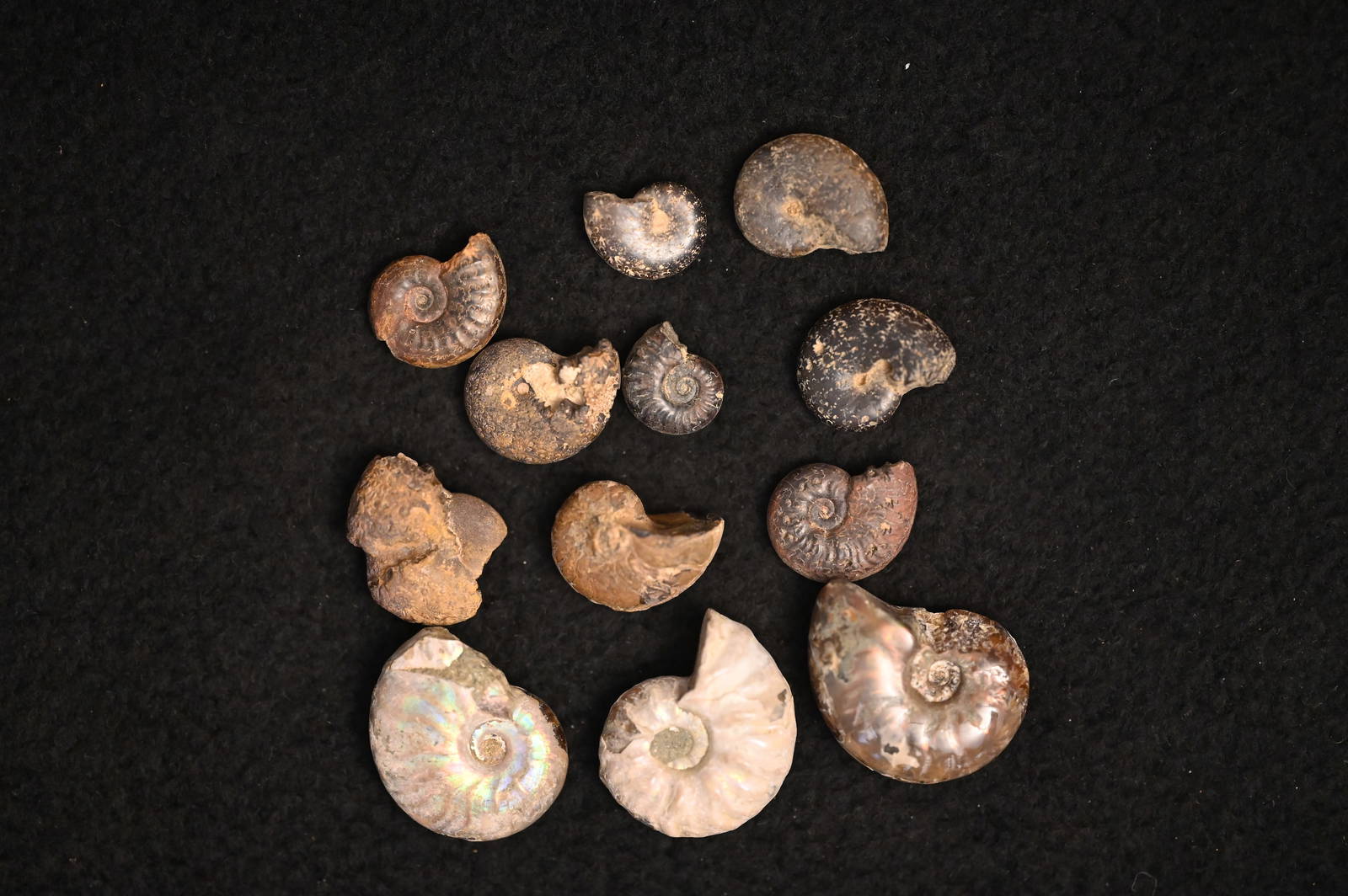 12 Small Ammonite Fossils 1" And Smaller. Auction