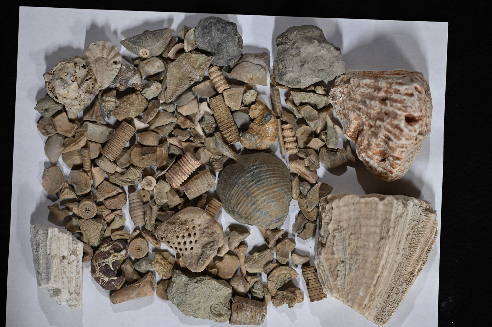 Large Group Of Sea Fossils Includes Clams, Vertebrae, Calcite Brain ...
