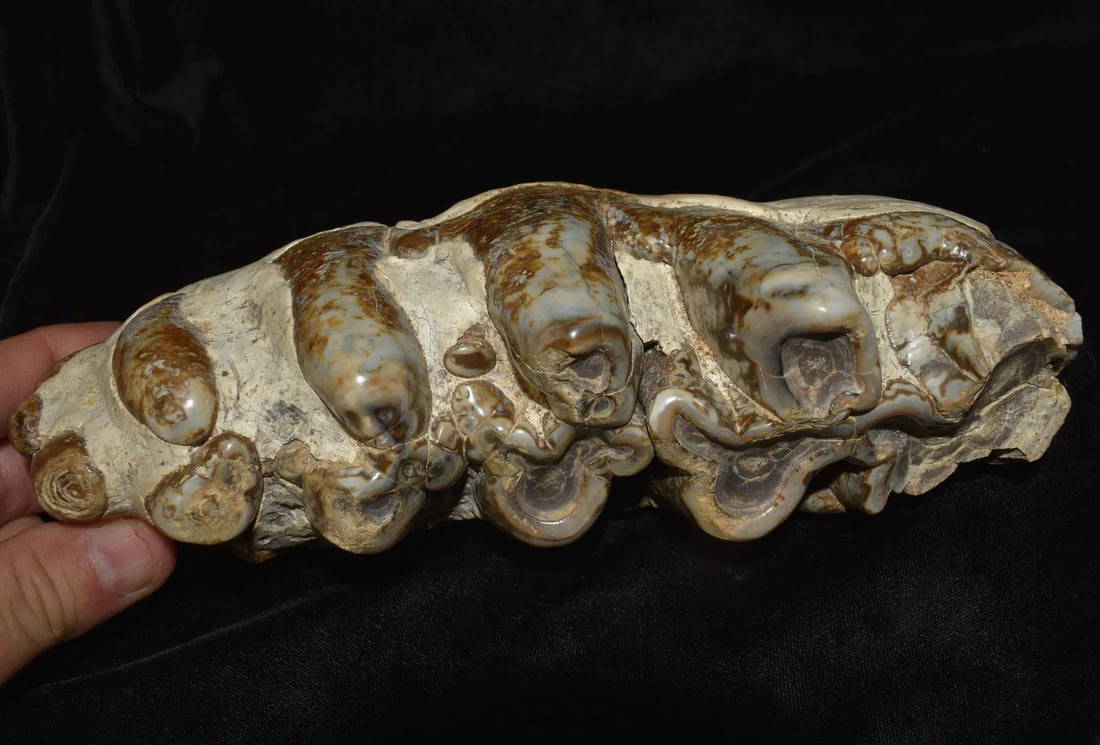 5-25 Million Year Old Sinomastodon Tooth Found In Gansu Province, China ...