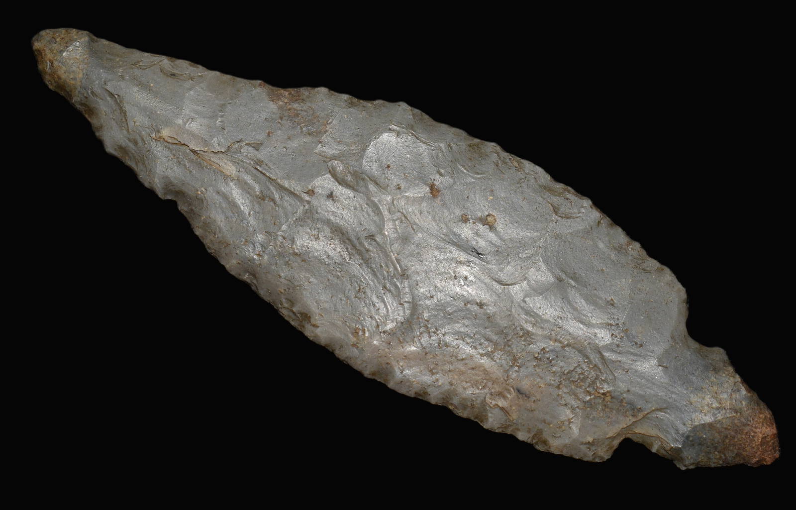 4 3/4" Turkeytail Found In Indiana - Ex Raymond Peak Collection Auction