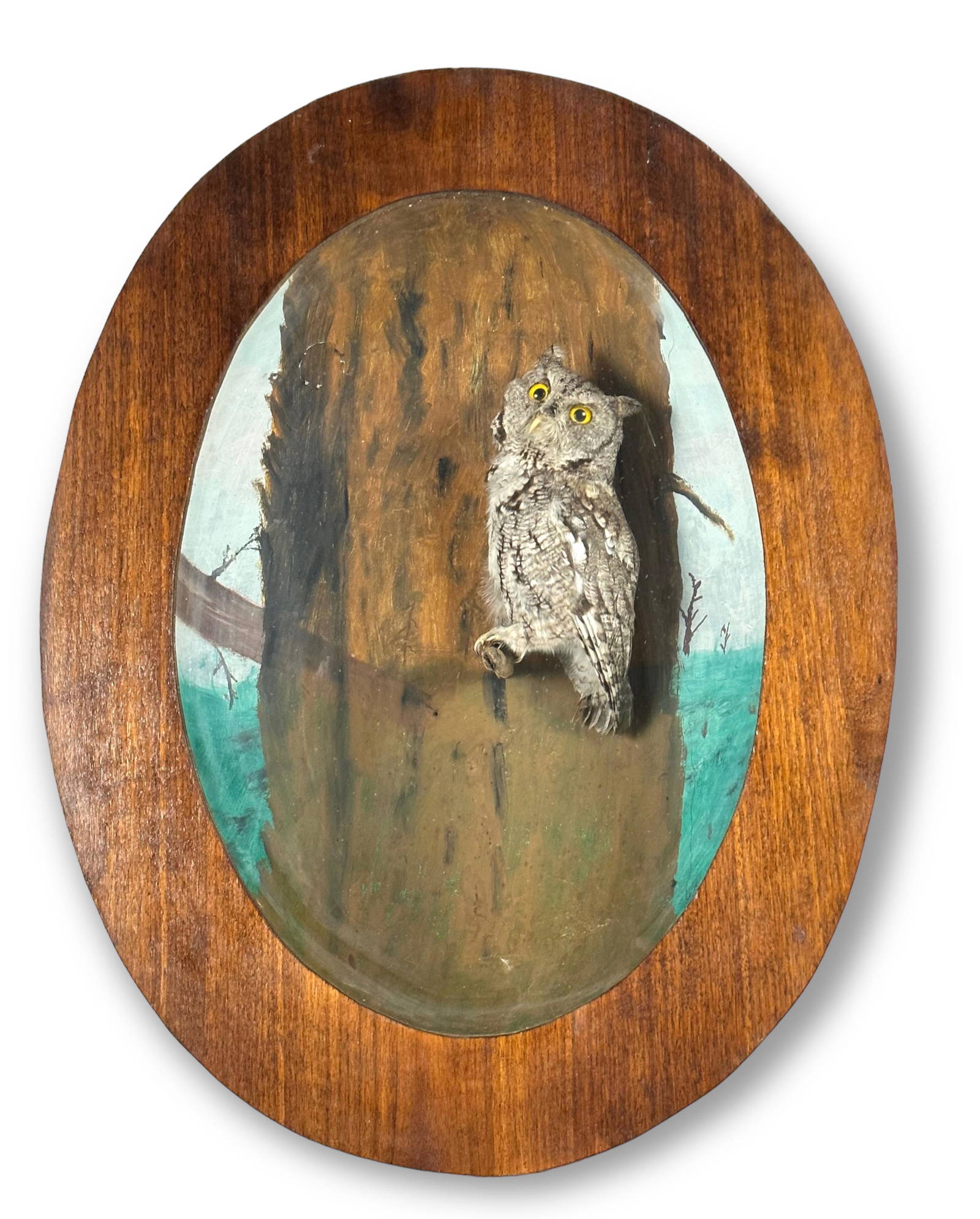 Vintage Screech Owl Taxidermy In Shadow Box Auction