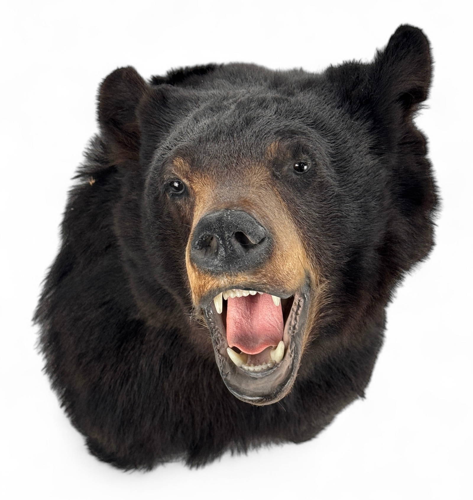 Black Bear Shoulder Mount Taxidermy Auction