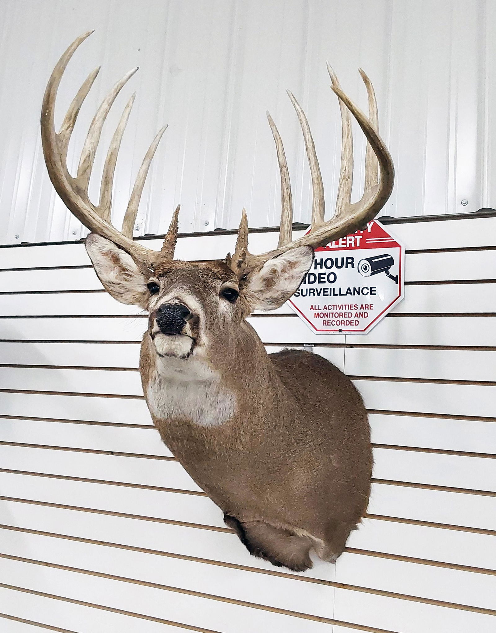 whitetail buck mount - Aug 30, 2022 | Freeman Yoder Auctions in PA