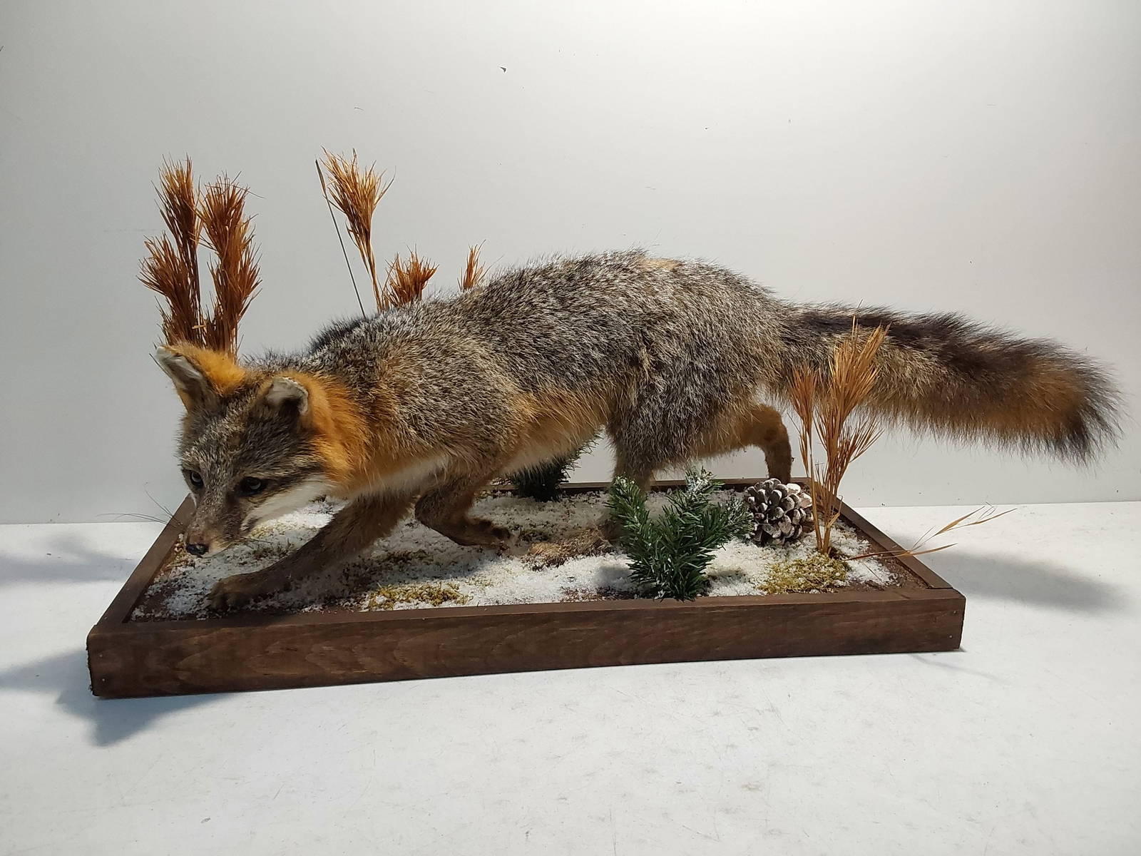 Grey Fox Taxidermy Mount Auction