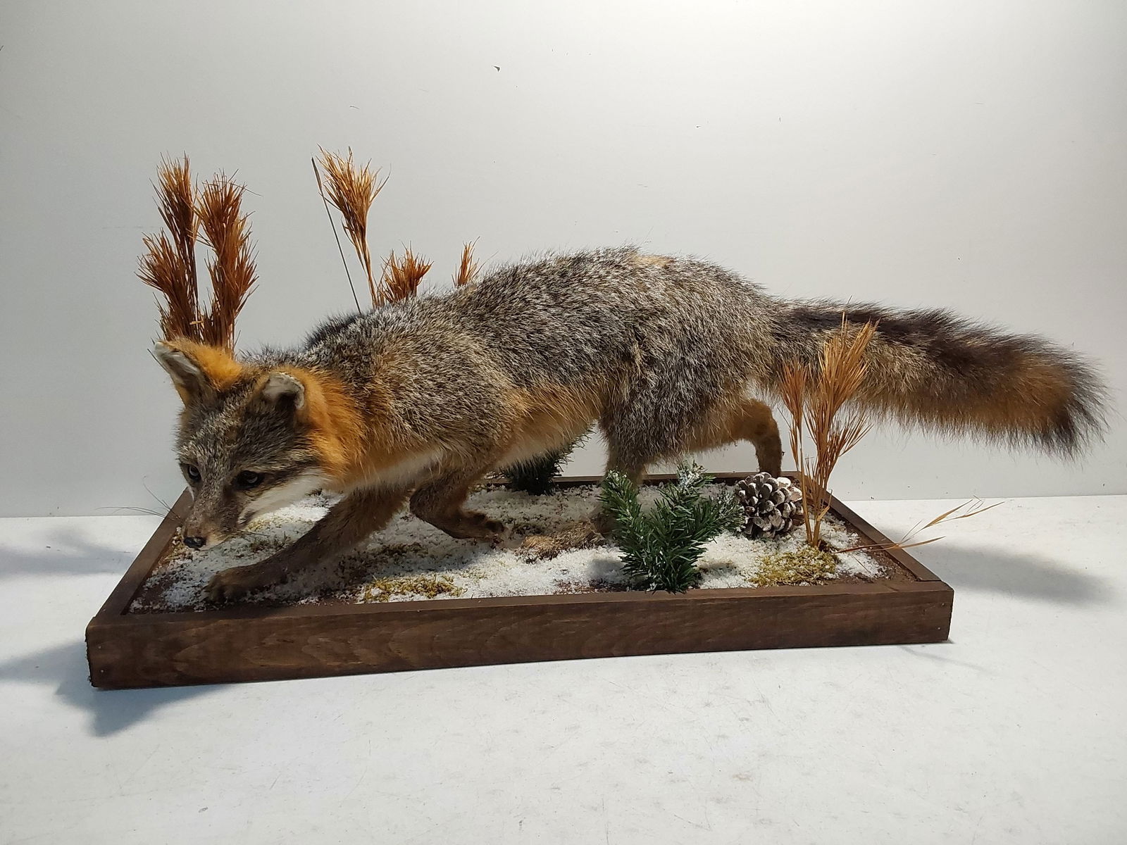 Grey Fox Taxidermy Mount Auction