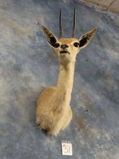 (3) African Steenbok And Vaal Rhebok Deer Shoulder Mount Taxidermy