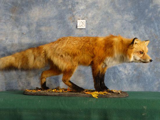 Awesome Red Fox Full Body Mount Taxidermy (#0228) on Nov 20, 2021 | FLS ...